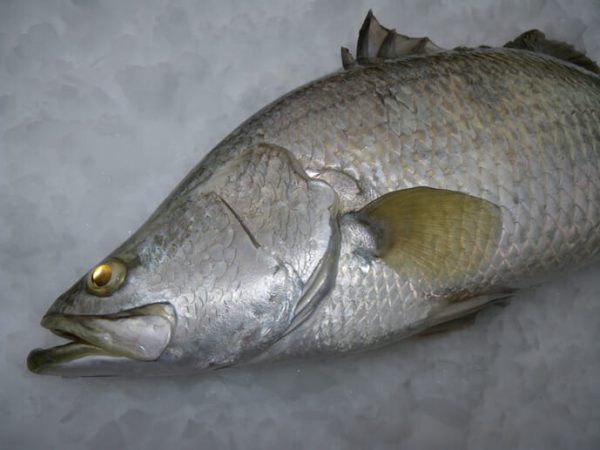 Seafood Spotlight Archives - Frugé Seafood