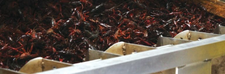 Our Story - Fruge Seafood